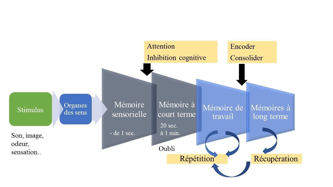 Stratégies et conseils pour une mémoire vive et alerte - Marie-Paule ...